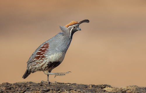 Forward-March! Poster Print - Greg Barsh # VARPDX1930363 - Posterazzi