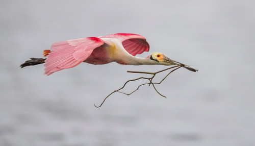 Pink And Grey Poster Print - Greg Barsh # VARPDX1310339 - Posterazzi