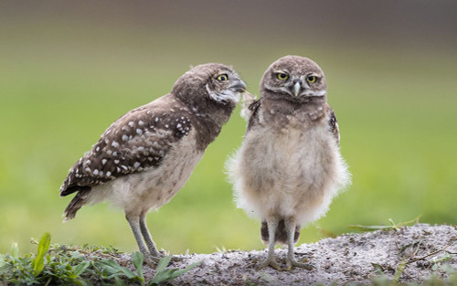 Leave Me Alone! Poster Print - Greg Barsh # VARPDX1336532 - Posterazzi