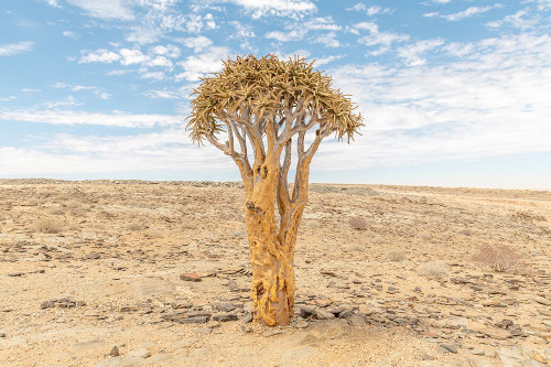 Single Namibia Tree Poster Print - Richard Silver - Item # VARPDX86173 ...