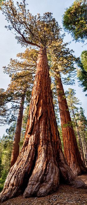 USA-California-Yosemite National Park Giant Sequoia trees in Mariposa ...