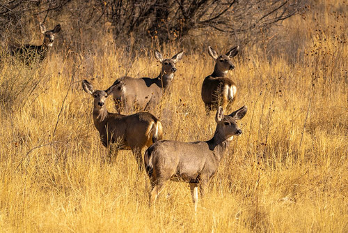 USA- New Mexico- Bosque Del Apache National Wildlife Refuge. Female ...