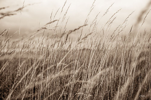 Field in the Fall II Poster Print - Donnie Quillen - Posterazzi