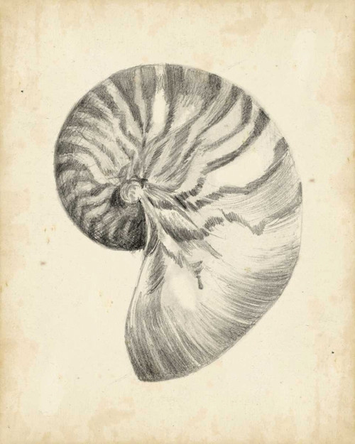 Antique Shell Study I Poster Print - Ethan Harper - Posterazzi