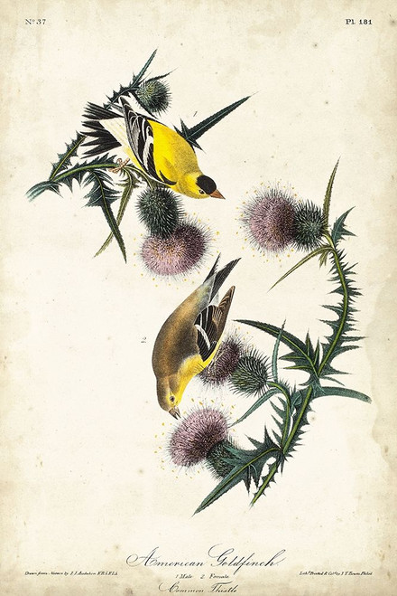 American Goldfinch Poster Print - John James Audubon - Posterazzi