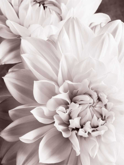 Bandw Dahlias Ii Poster Print Christine Zalewski Posterazzi