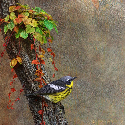 Magnolia Warbler Poster Print - Chris Vest - Posterazzi