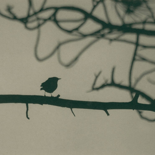 Caligraphy Bird II Poster Print - Elena Ray - Posterazzi