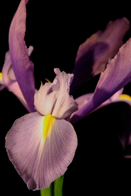 Small Sweet Iris I Poster Print - Renee W. Stramel - Posterazzi