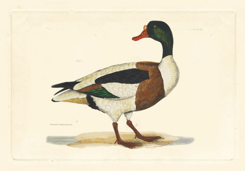Selby Duck II Poster Print - John Selby - Posterazzi