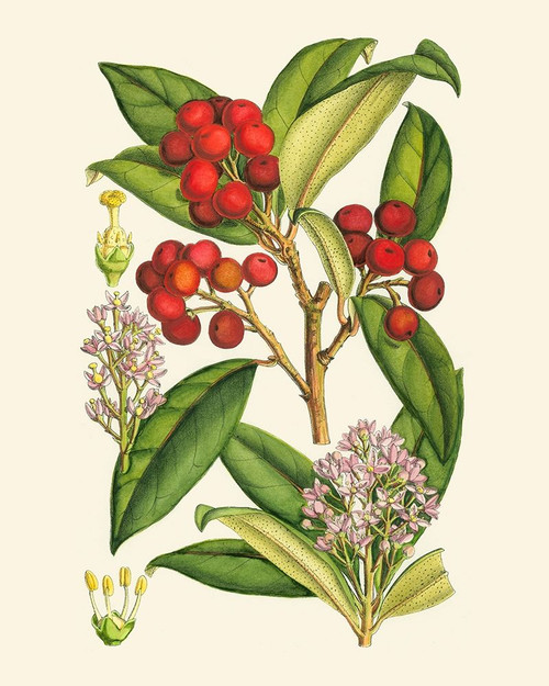 Crimson Berries I Poster Print - Curtis - Posterazzi