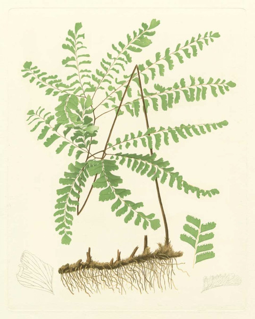 Eaton Ferns II Poster Print - Eaton - Posterazzi