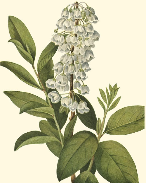 Delicate Foliage IV Poster Print - Unknown - Posterazzi