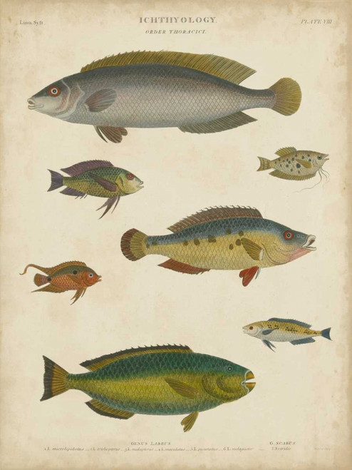 Non-Embellished Ichthyology II Poster Print - Abraham Rees - Posterazzi