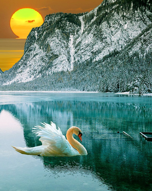 Swan at Dawn II Poster Print - Melissa Wang - Posterazzi