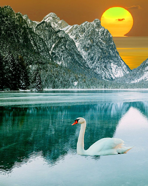 Swan at Dawn I Poster Print - Melissa Wang - Posterazzi