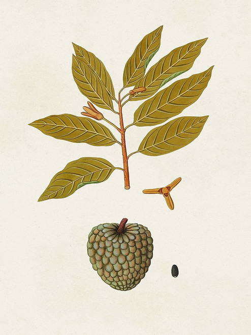 Exotic Botanicals VII Poster Print - Unknown - Posterazzi