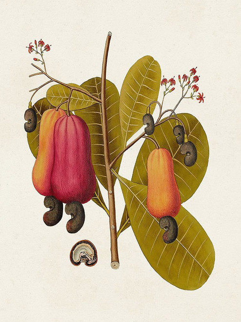 Exotic Botanicals I Poster Print - Unknown - Posterazzi