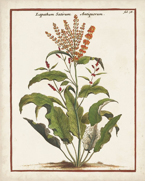 Munting Botanicals I Poster Print - Abraham Munting - Posterazzi