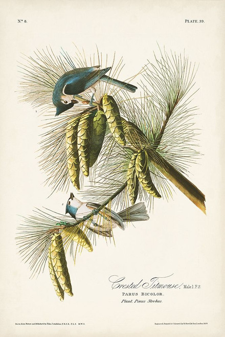 Pl. 39 Crested Titmouse Poster Print - John James Audubon - Posterazzi