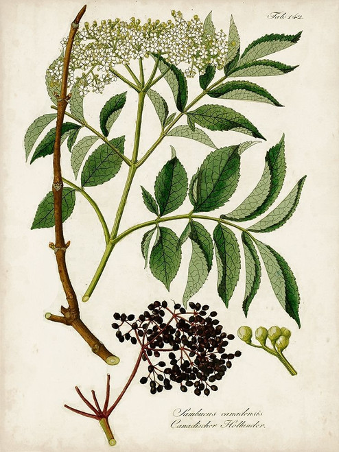 Antique Greenery V Poster Print - Unknown - Posterazzi