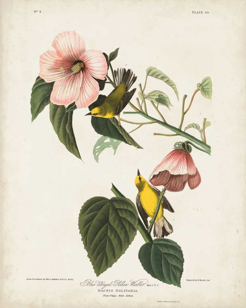 Pl 20 Blue-winged Yellow Warbler Poster Print - John James Audubon ...
