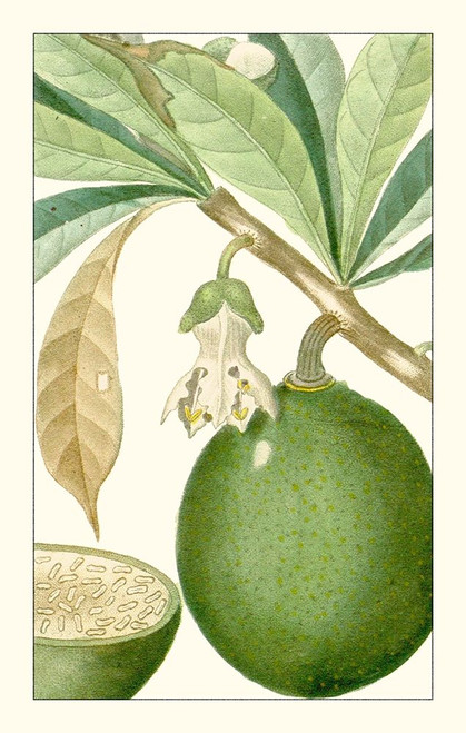 Turpin Exotic Botanical VIII Poster Print - Turpin - Posterazzi