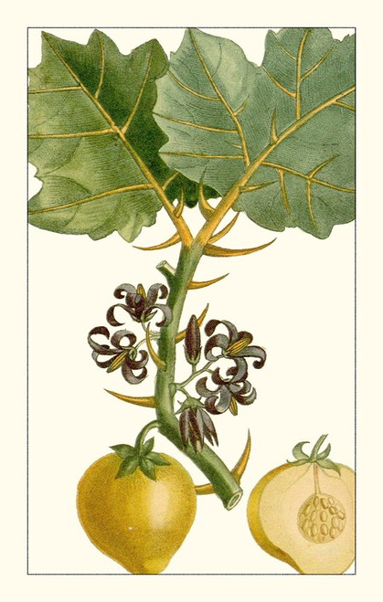 Turpin Exotic Botanical IV Poster Print - Turpin - Posterazzi