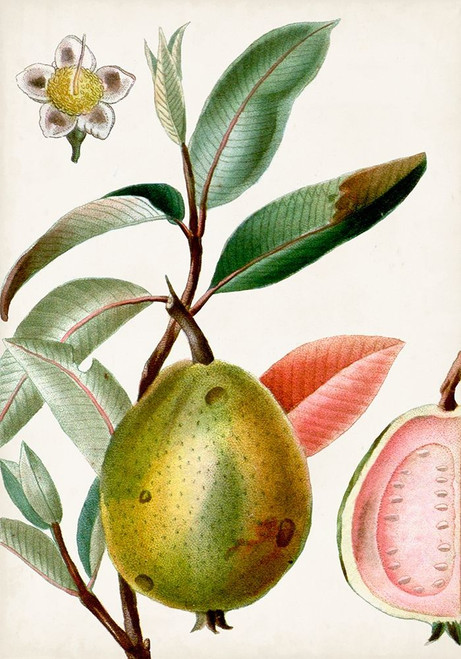 Turpin Tropical Fruit IX Poster Print - Turpin - Posterazzi