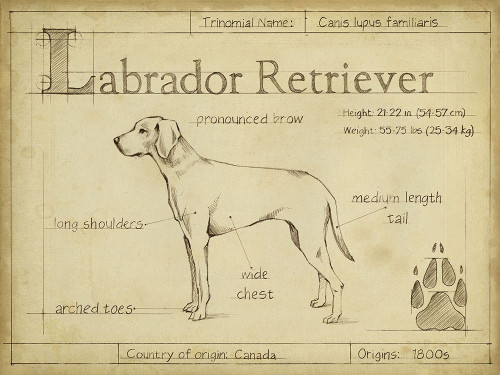 Antique Labrador Retriever - Posterazzi