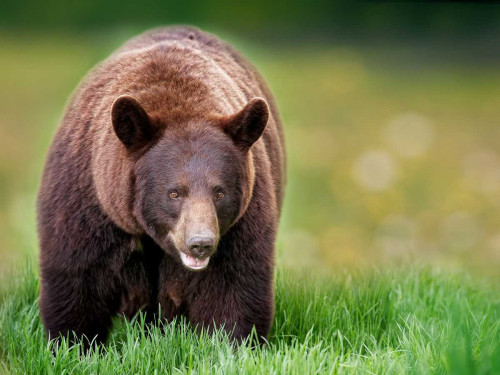 Bears at Play III Poster Print - PHBurchett - Posterazzi