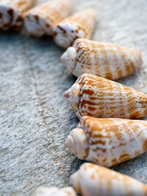 Gifts of the Shore X Poster Print - Elena Ray - Posterazzi