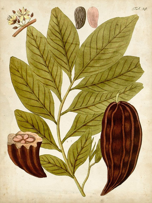 Horticultural Specimen III Poster Print - Unknown - Posterazzi