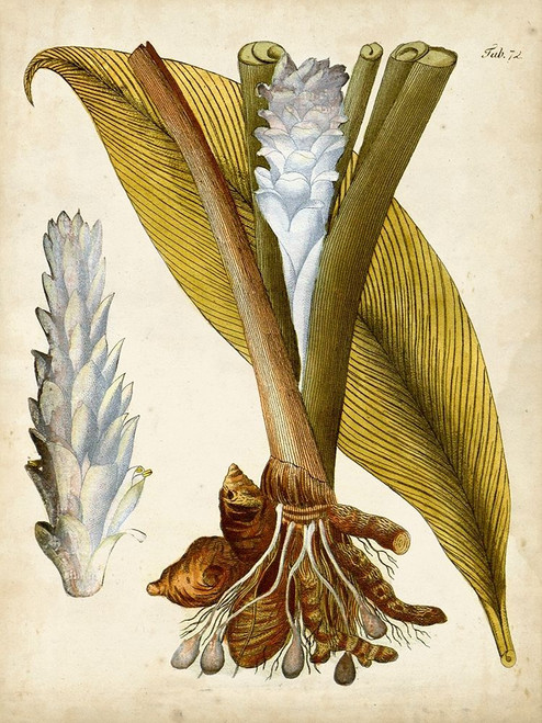 Horticultural Specimen I Poster Print - Unknown - Posterazzi
