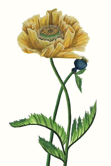 Poppy Flower I Poster Print - Melissa Wang - Posterazzi