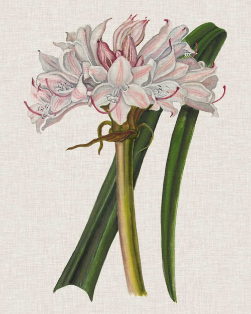 Crinium Lily I Poster Print - Naomi McCavitt - Posterazzi
