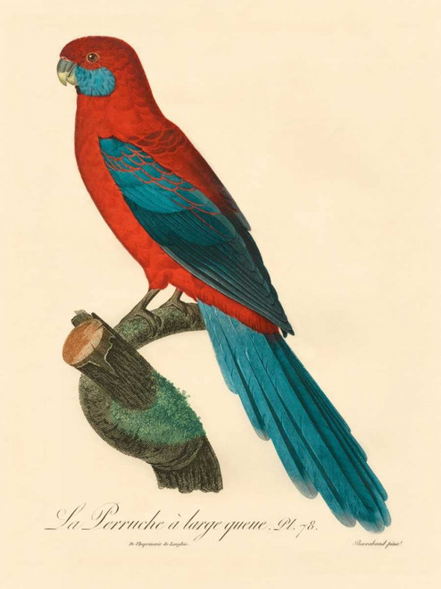 Barraband Parrot, PL 78 Poster Print - Barraband - Posterazzi