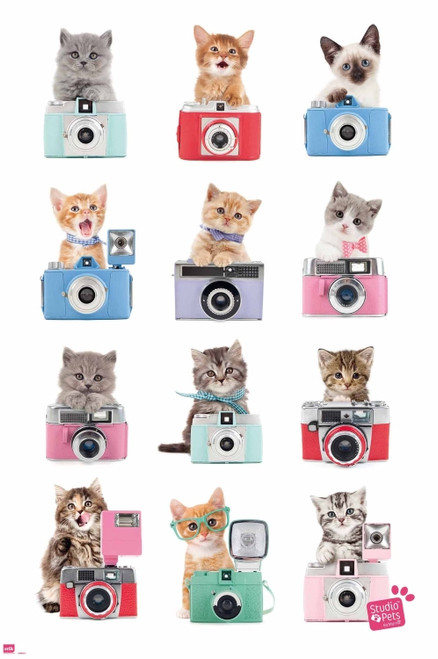 Studio Pets Cat Camera Poster Poster Print - Item # VARGPE5034 - Posterazzi