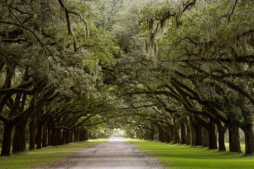 Live Oak Alley-Savannah-Georgia by Anna Miller - Item ...