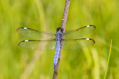 Spangled Skimmer male-Marion County-Illinois Poster Print - Richard and ...