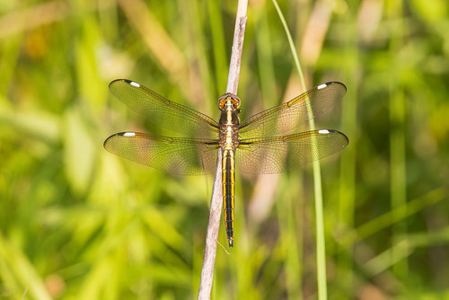 Spangled Skimmer female-Marion County-Illinois Poster Print - Richard ...