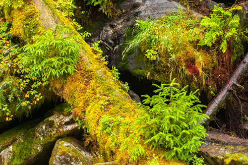 USA-Alaska-Tongass National Forest Mossy log and rocks scenic Poster ...