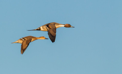 Northern pintail ducks-spring migration-USA-Washington State Poster ...