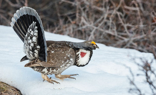 Dusky grouse in courtship display-trying to impress a nearby female ...