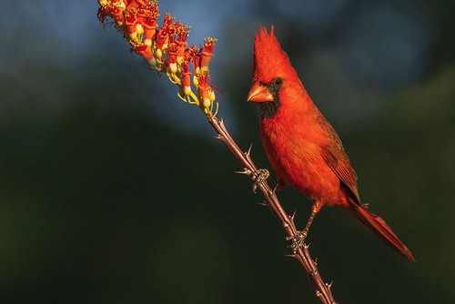 Northern cardinal desert blooms of the southwest-USA-Arizona Poster ...