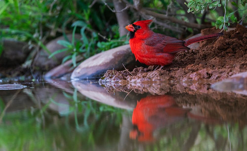 USA-South Texas Northern cardinal getting a drink Poster Print - Ken ...