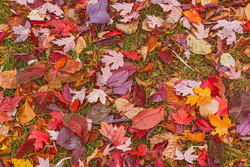 Canada-Manitoba-Winnipeg Autumn maple leaves on ground Poster Print ...