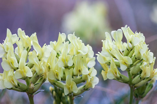 Canada-Alberta-Jasper National Park Yellow locoweed flowers close-up ...
