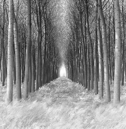 Tree Tunnel Poster Print - Chip Forelli - Posterazzi