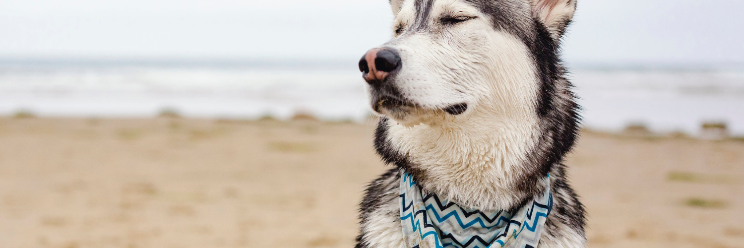 Natural Calming Solutions for Anxious Dogs: Why CBN Works - Yin Yang ...